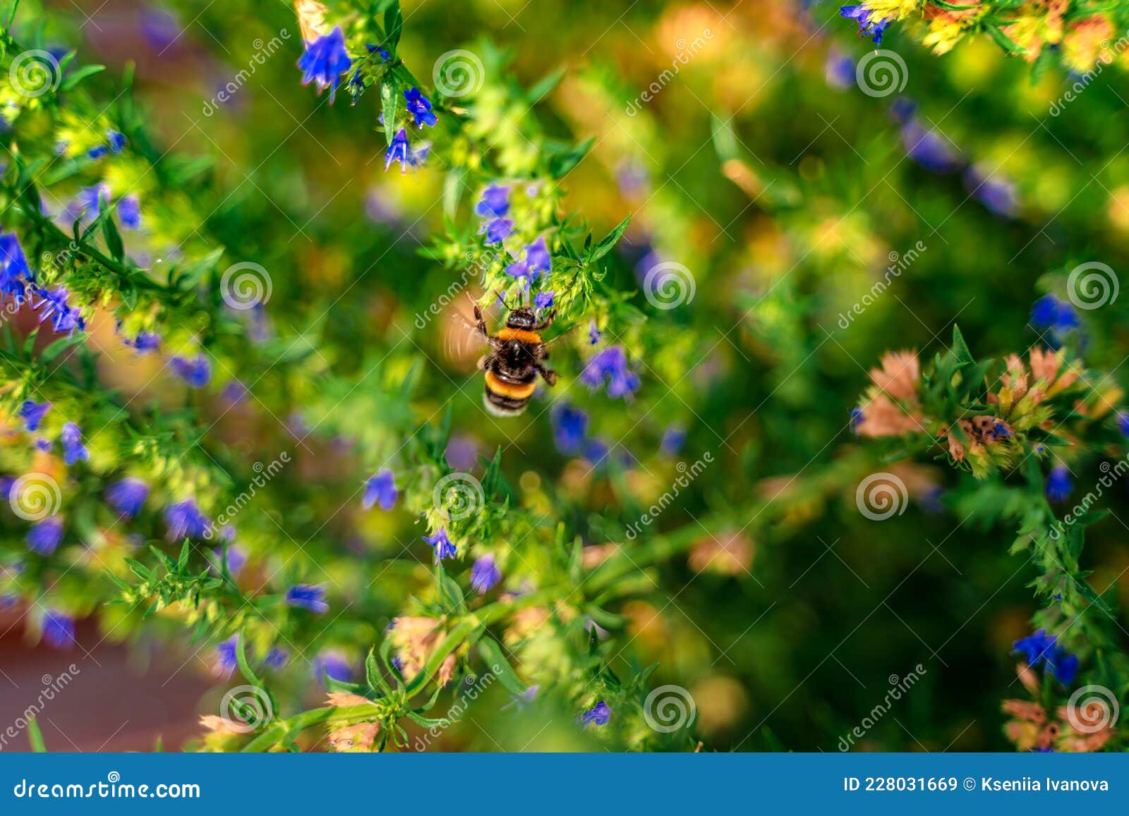 Una Abeja Con Flores Moradas Imagen de archivo - Imagen de flor, hierba ...