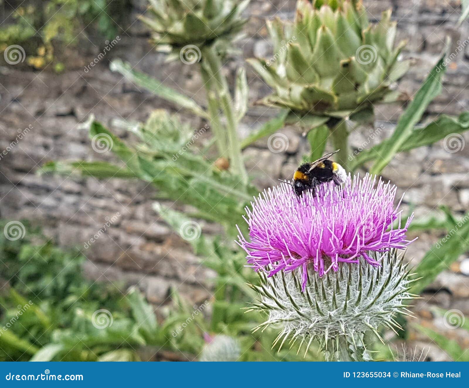 Una Abeja En Un Cardo Rosado Foto de archivo - Imagen de planta, rosa ...