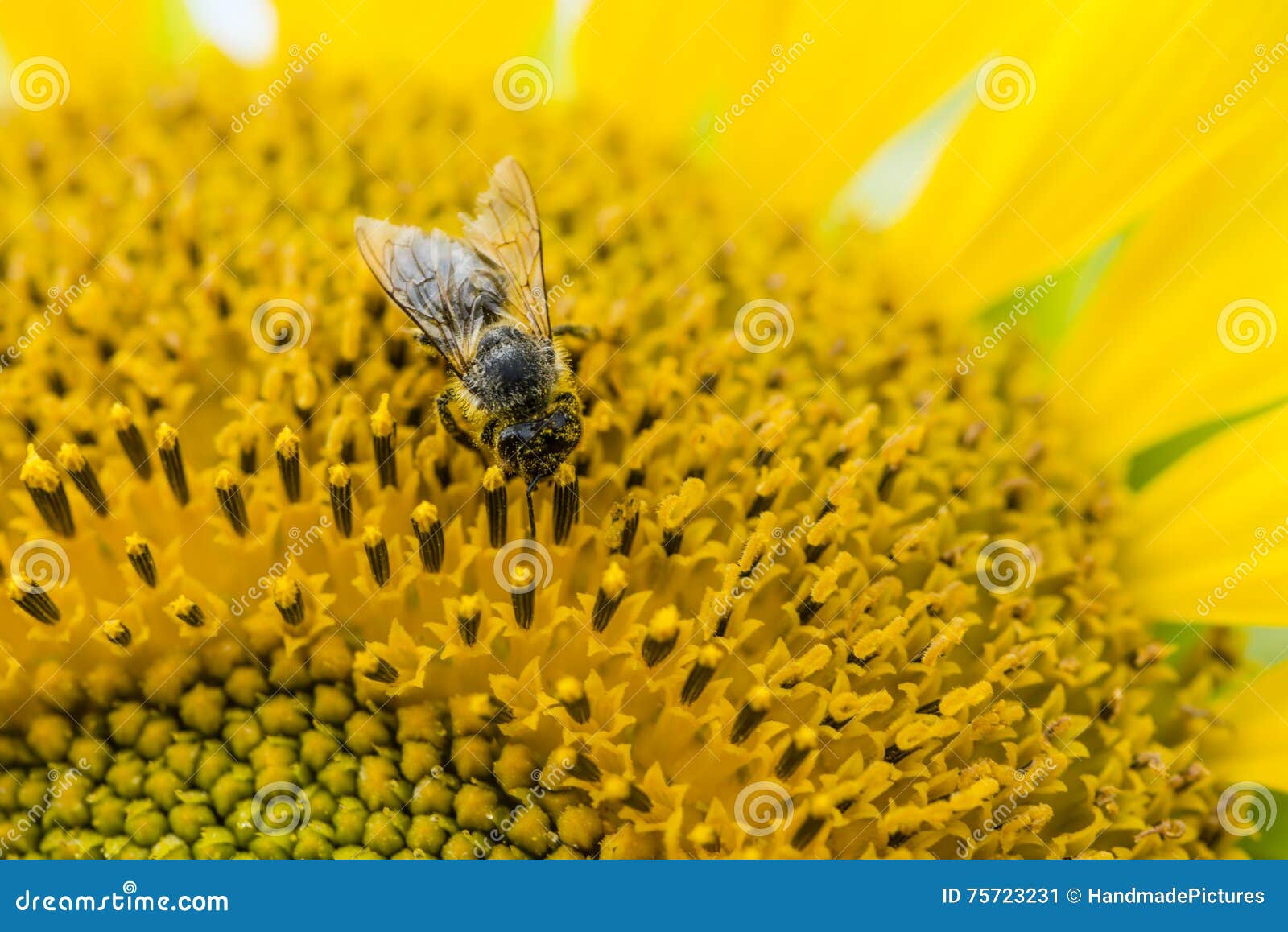 Una Abeja En Un Girasol (primer Tirado) Imagen de archivo - Imagen de ...