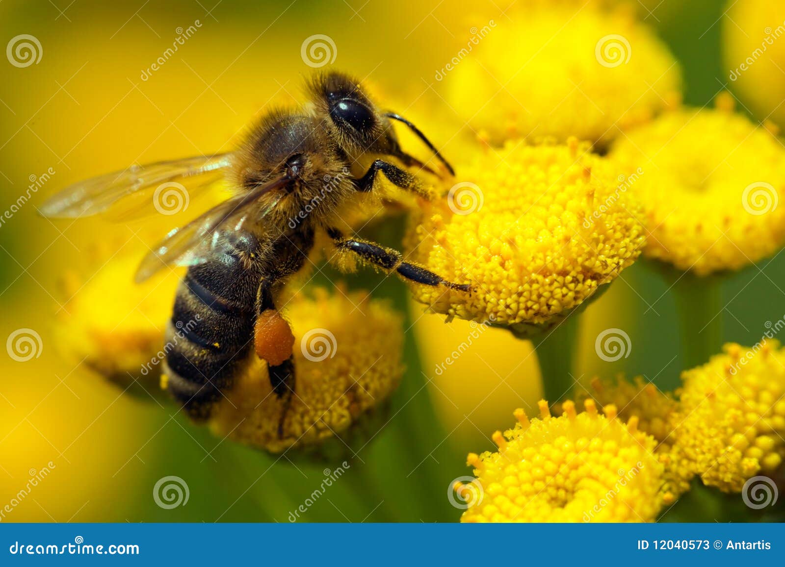 Una Abeja En Una Flor Fotos de archivo - Imagen: 12040573