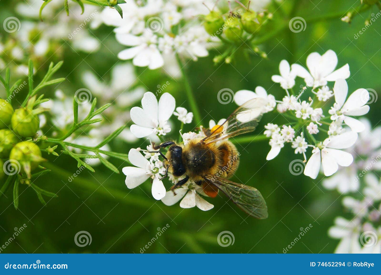 Una abeja en una flor foto de archivo. Imagen de amarillo - 74652294