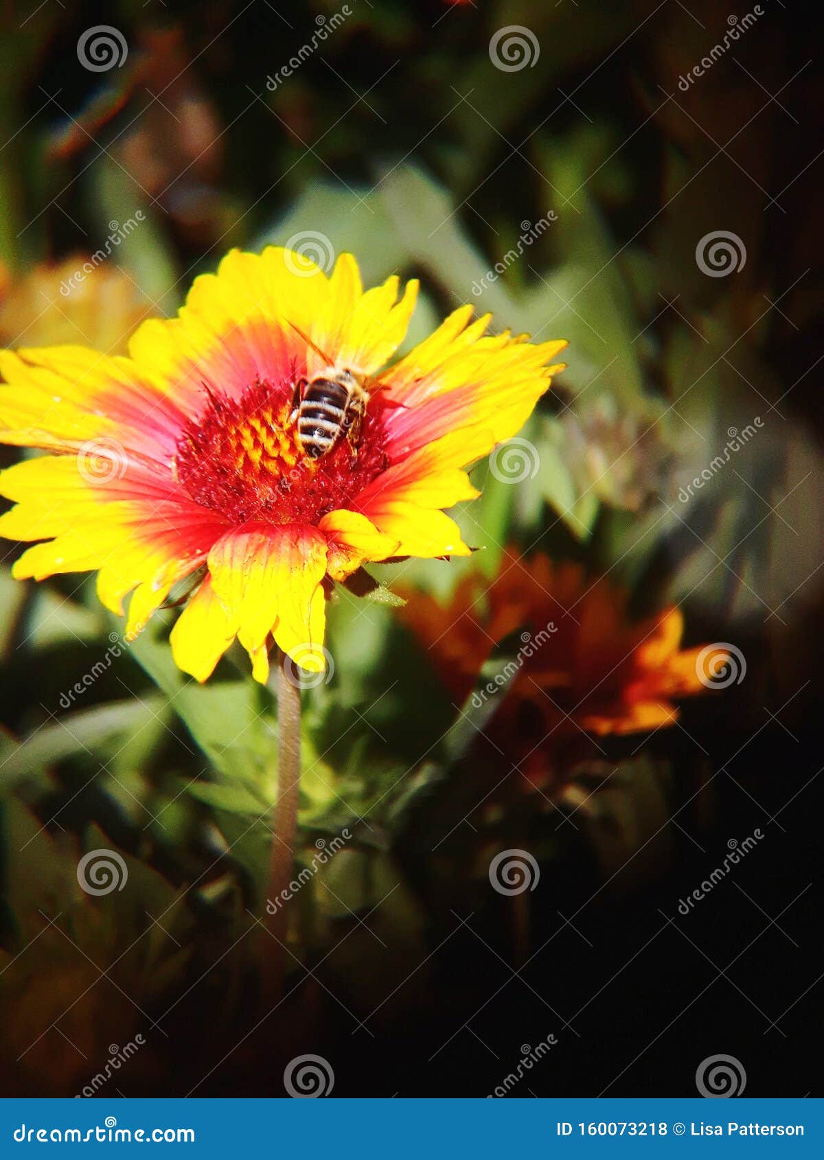 Una Abeja Polinizando Una Flor Foto de archivo - Imagen de floraciones ...