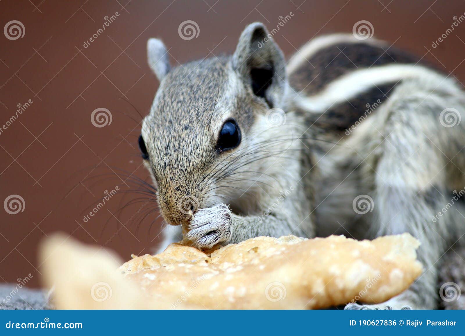Una Ardilla Comiendo Su Comida Foto de archivo - Imagen de mullido ...
