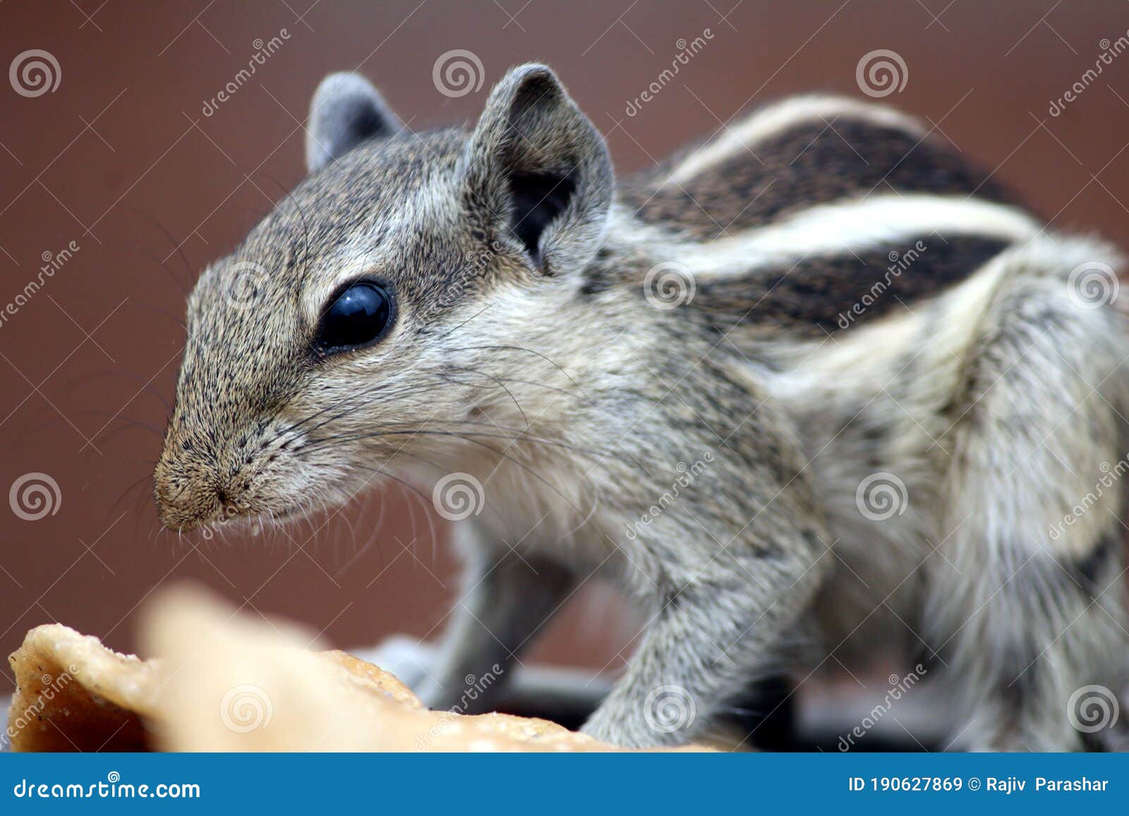 Una Ardilla Comiendo Su Comida Imagen de archivo - Imagen de pelo ...