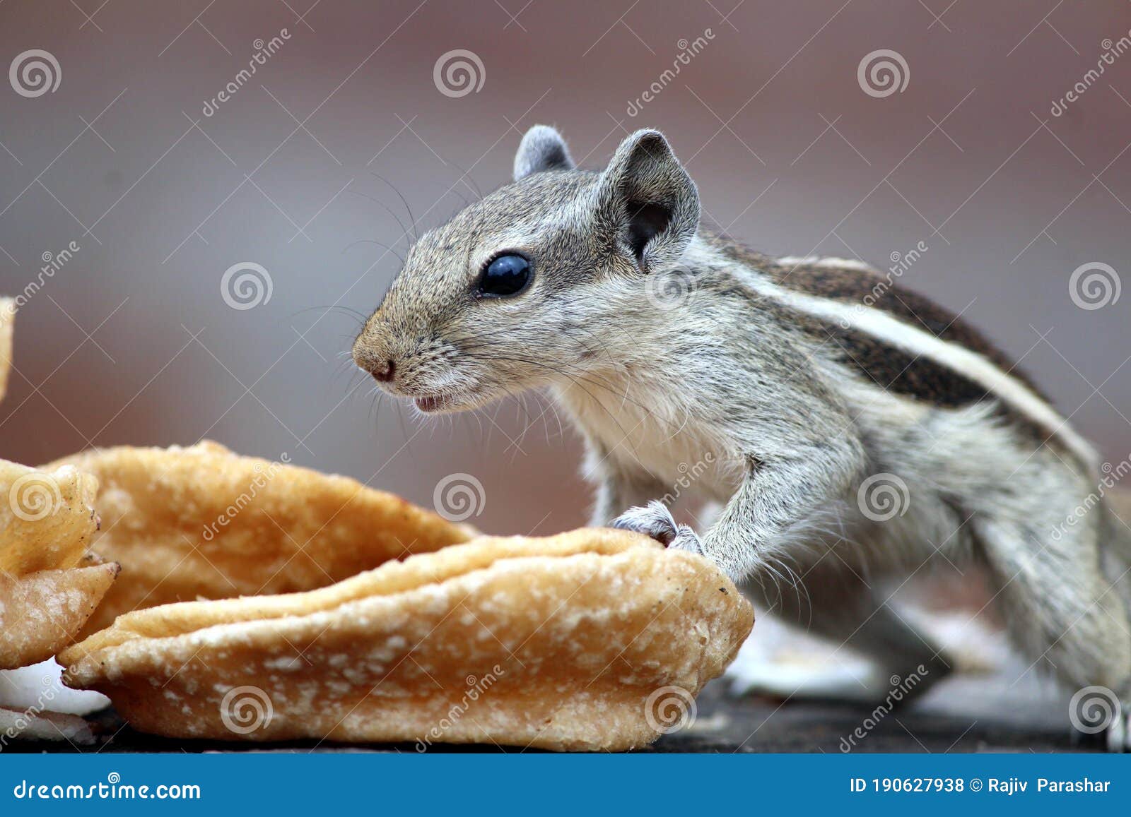 Una Ardilla Comiendo Su Comida Foto de archivo - Imagen de gato, blanco ...