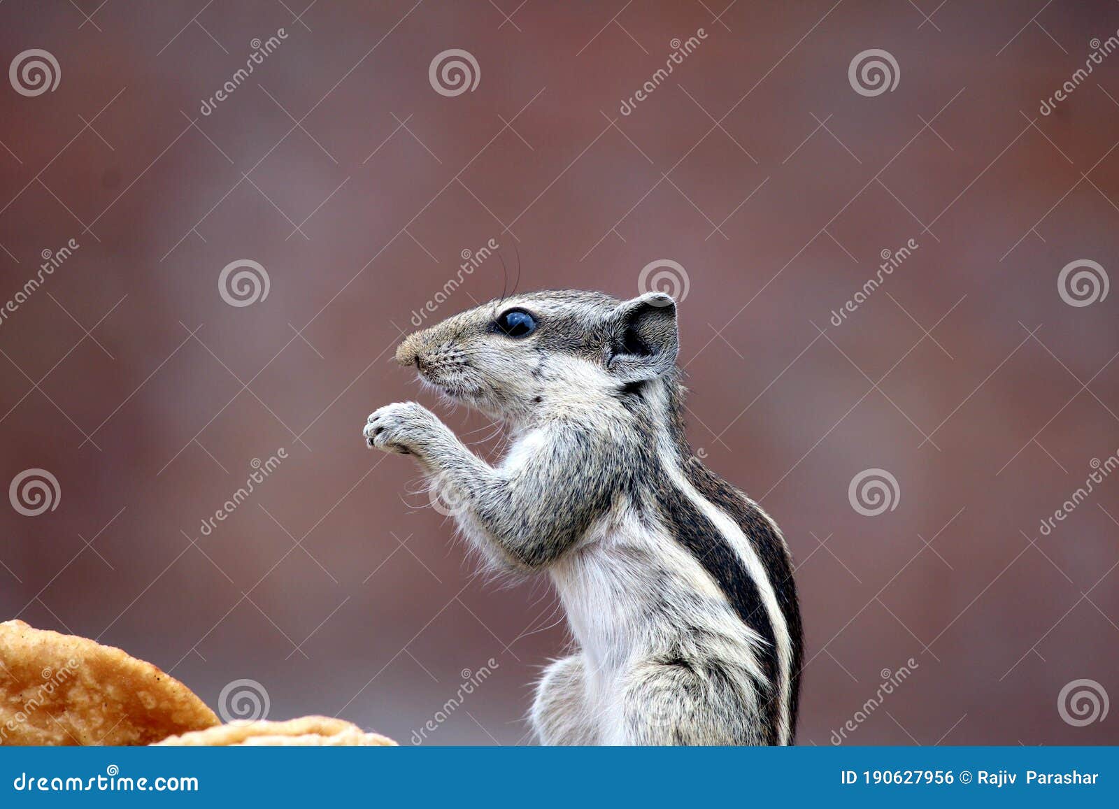 Una Ardilla Comiendo Su Comida Foto de archivo - Imagen de piel, felino ...
