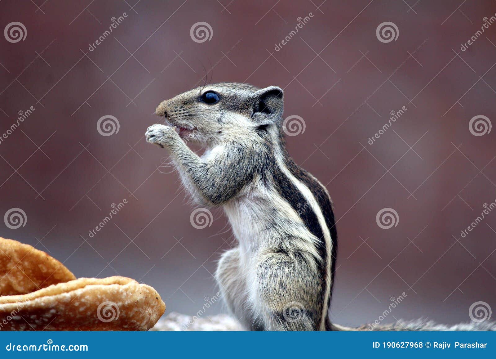 Una Ardilla Comiendo Su Comida Foto de archivo - Imagen de retrato ...