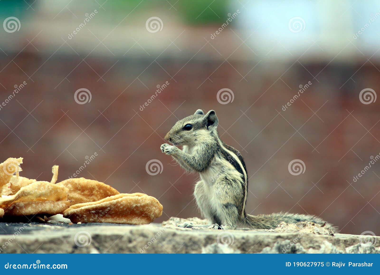 Una Ardilla Comiendo Su Comida Imagen de archivo - Imagen de animal ...