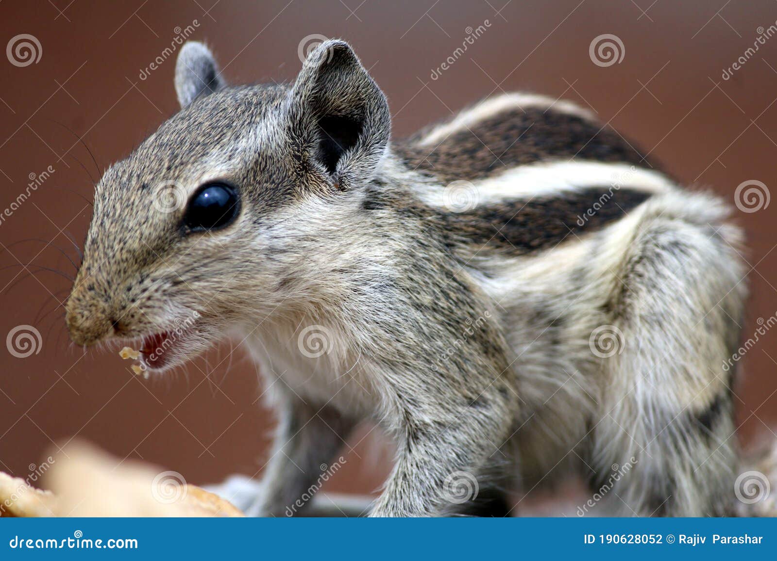 Una Ardilla Comiendo Su Comida Foto de archivo - Imagen de pelo ...