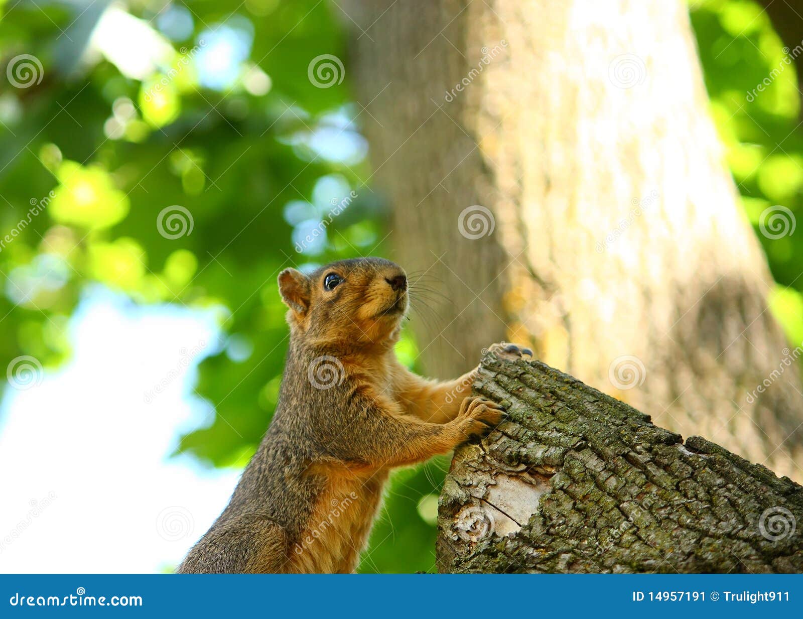Una ardilla derecha imagen de archivo. Imagen de cierre - 14957191