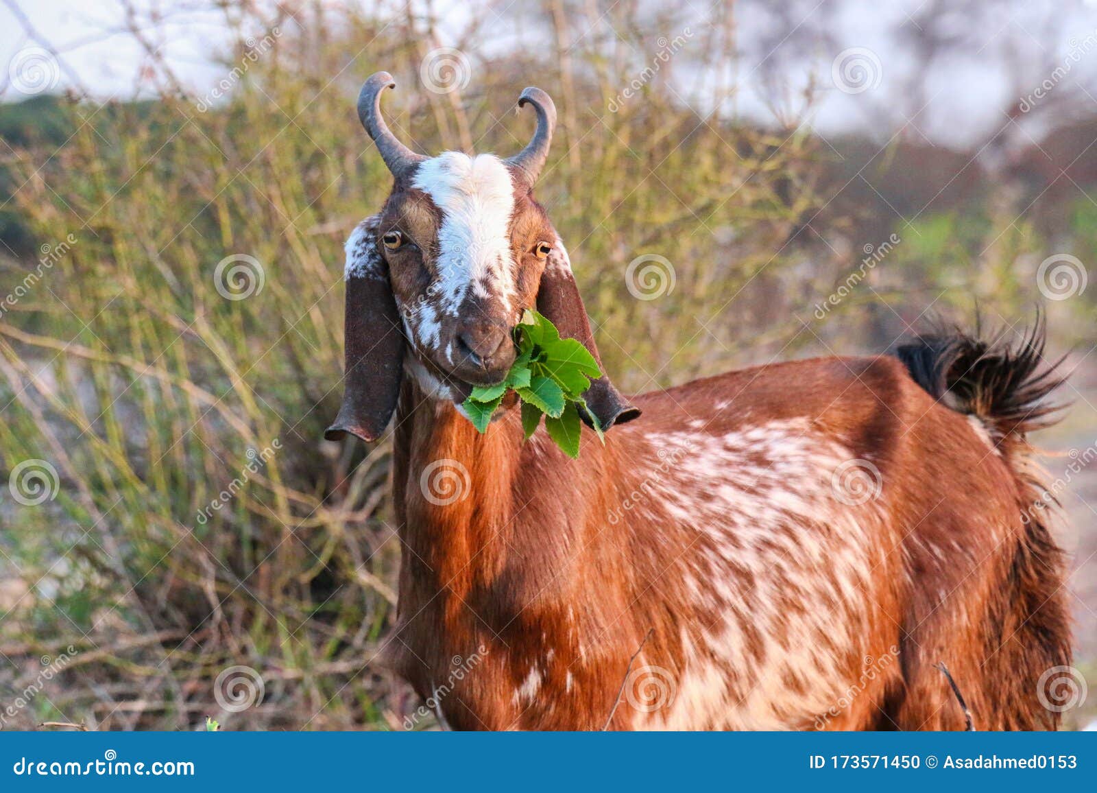 Una bella cabra foto de archivo. Imagen de hojas, hoja - 173571450