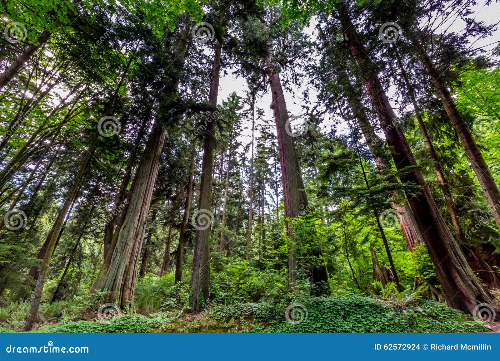 Una Bella Foresta Pluviale Primigenia Con Cedar Trees Mistico ...