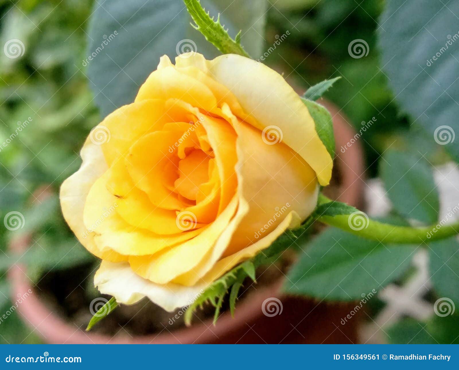 Una Bonita Cara De Una Rosa Amarilla Imagen de archivo - Imagen de rosa ...