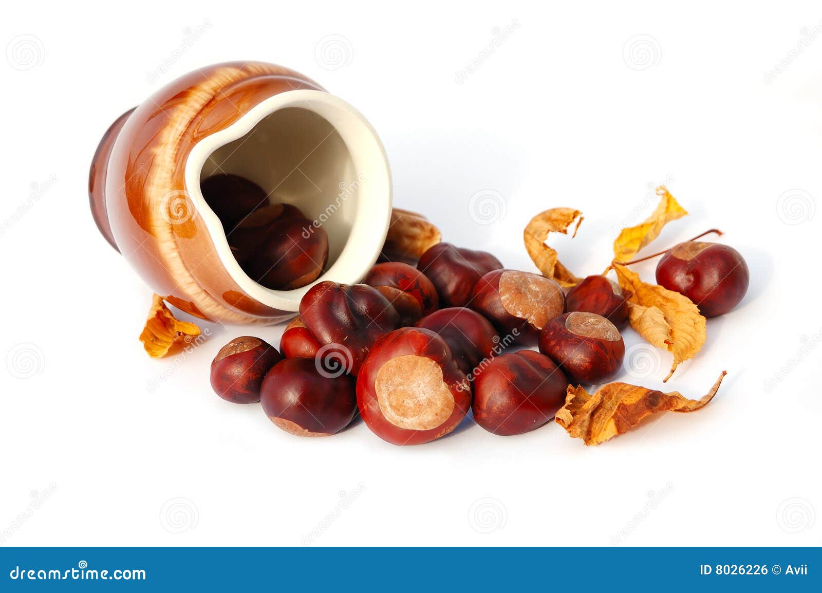 Una Brocca E Semi Dell'ippocastano Fotografia Stock - Immagine di ...