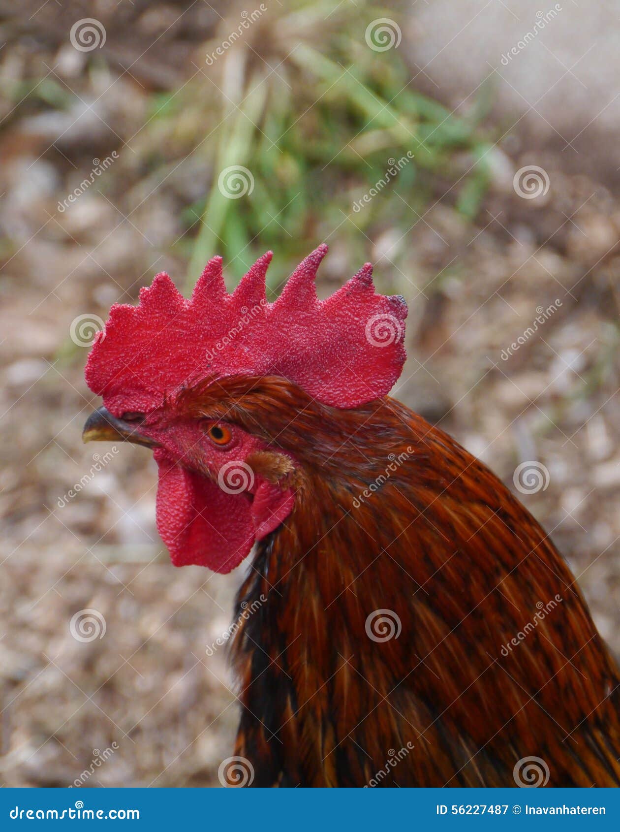 Una Cabeza Con Cresta Roja De Un Gallo Imagen de archivo - Imagen de ...