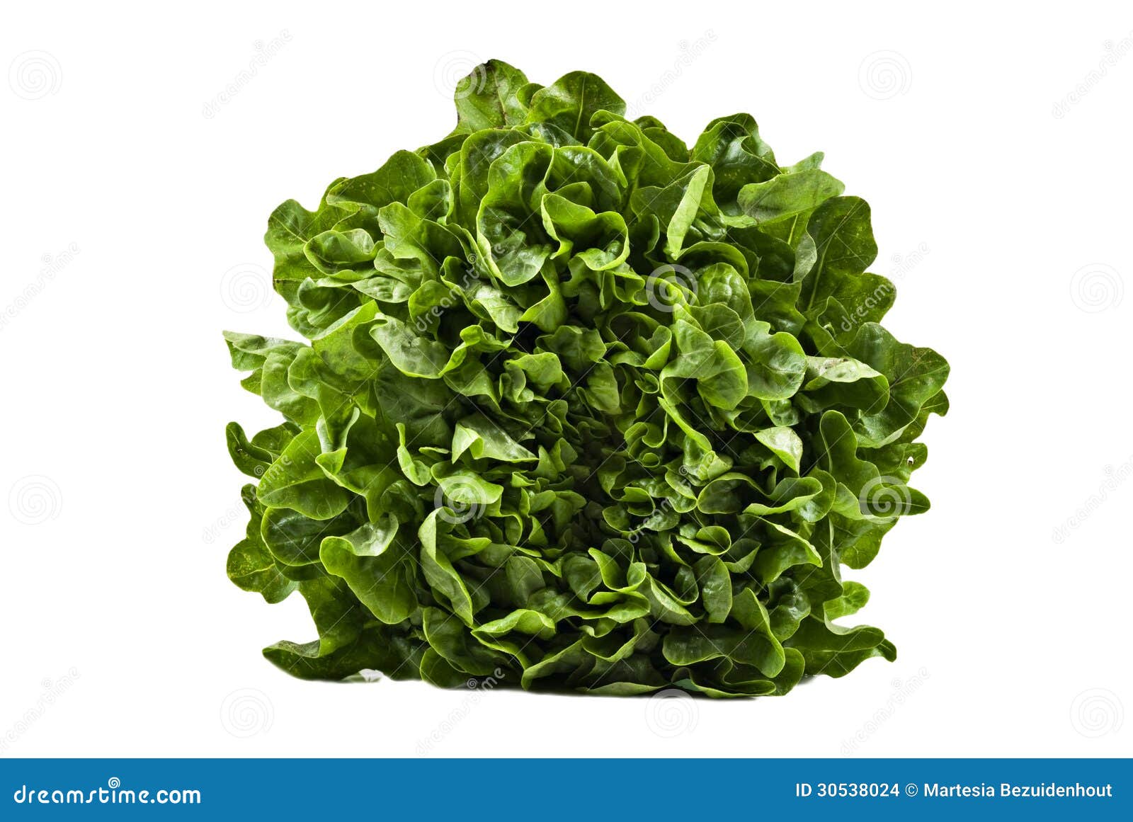 Una Cabeza De La Lechuga De La Mantequilla En Blanco Foto de archivo ...