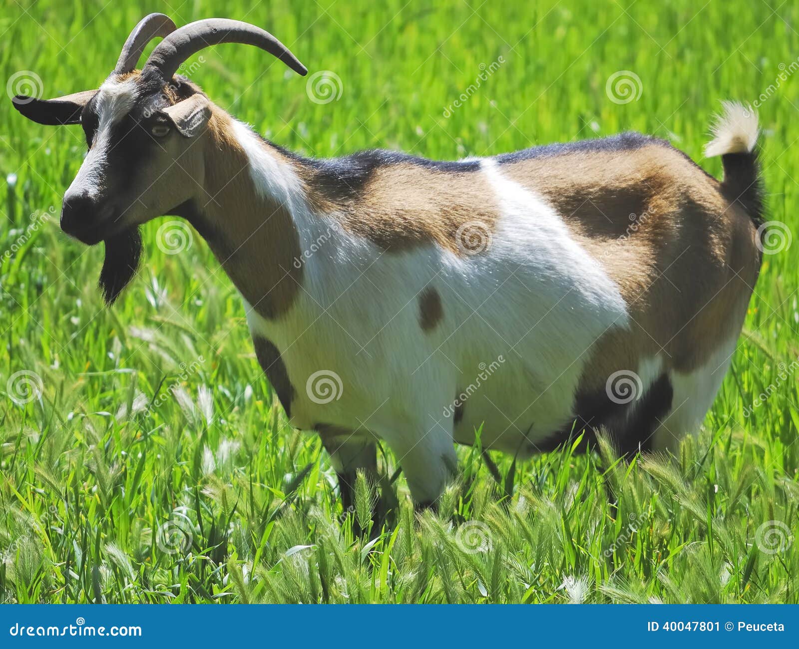 Una Cabra Que Pasta En Un Prado Imagen de archivo - Imagen de hierba ...