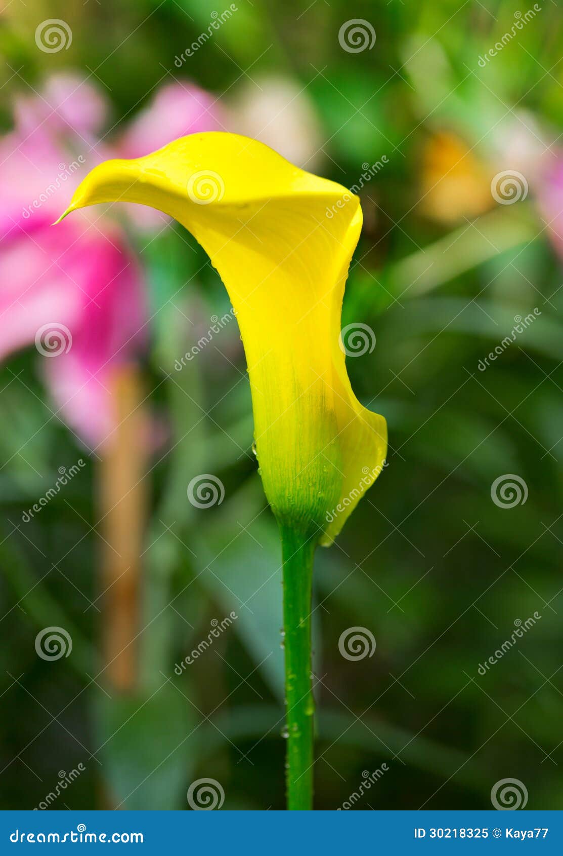 Una calla gialla immagine stock. Immagine di singolo - 30218325