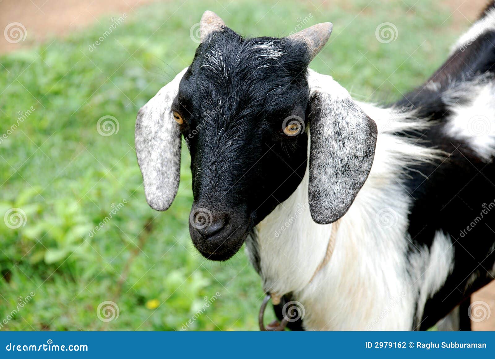 Una capra fotografia stock. Immagine di nero, animale - 2979162