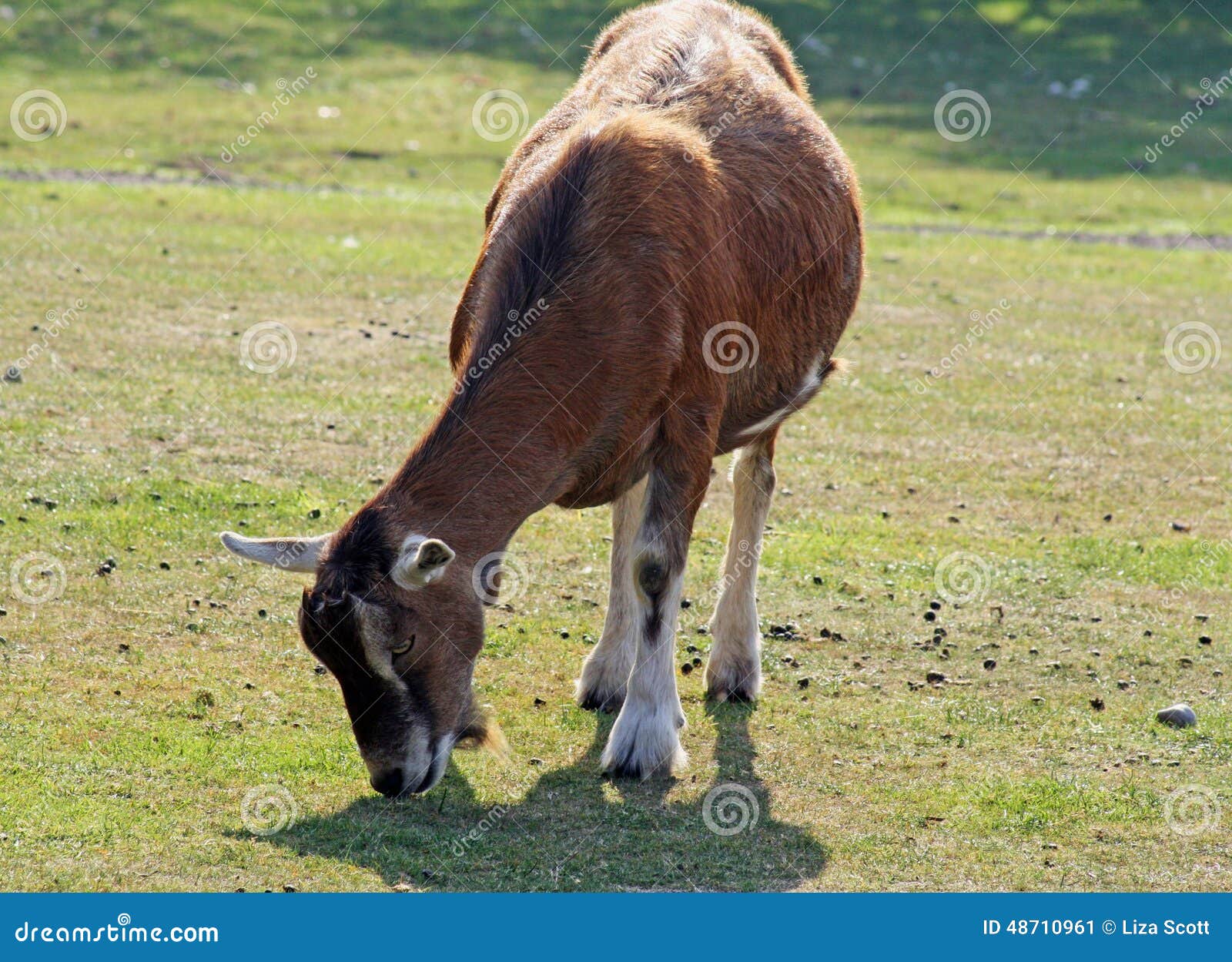 Una capra immagine stock. Immagine di occhio, paese, nave - 48710961