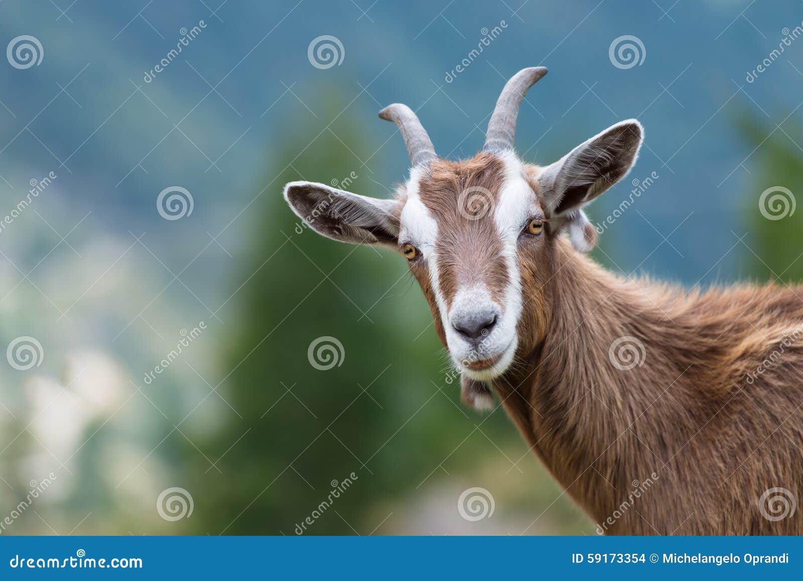 Una capra ci esamina fotografia stock. Immagine di montagna - 59173354