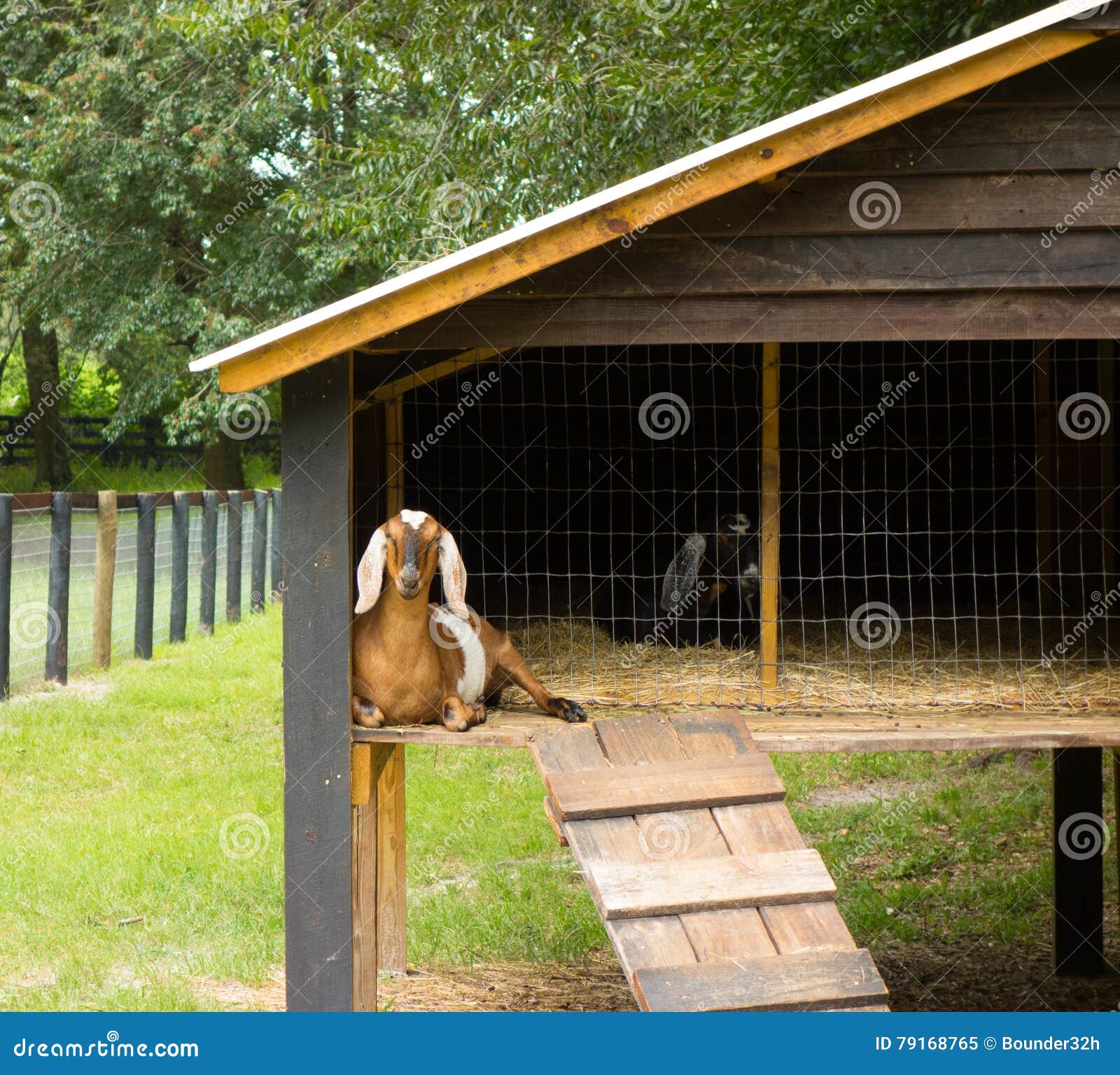 Una Capra Con Le Orecchie Lunghe in Florida Immagine Stock - Immagine ...