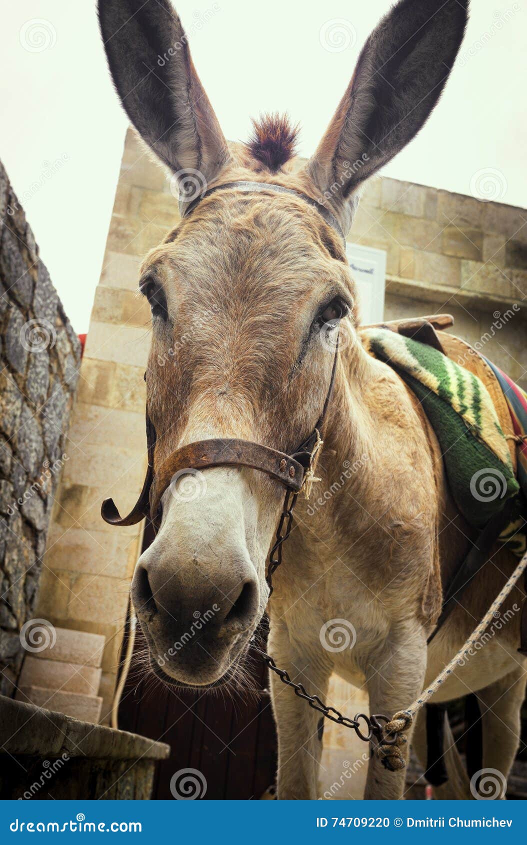 Una Cara Triste Del Burro Cansado Foto de archivo - Imagen de cierre ...