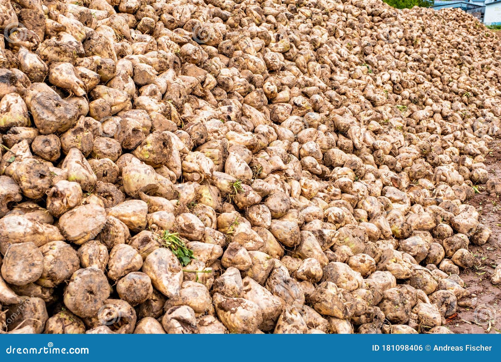 Una Carga De Nabo Blanco Dulce Como Fondo Foto de archivo - Imagen de ...