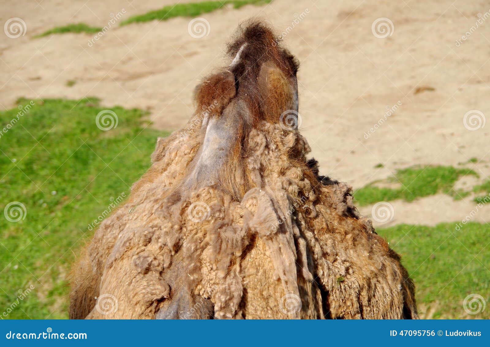 imágenes comunes del Chepa Del Camello - los derechos de la ...