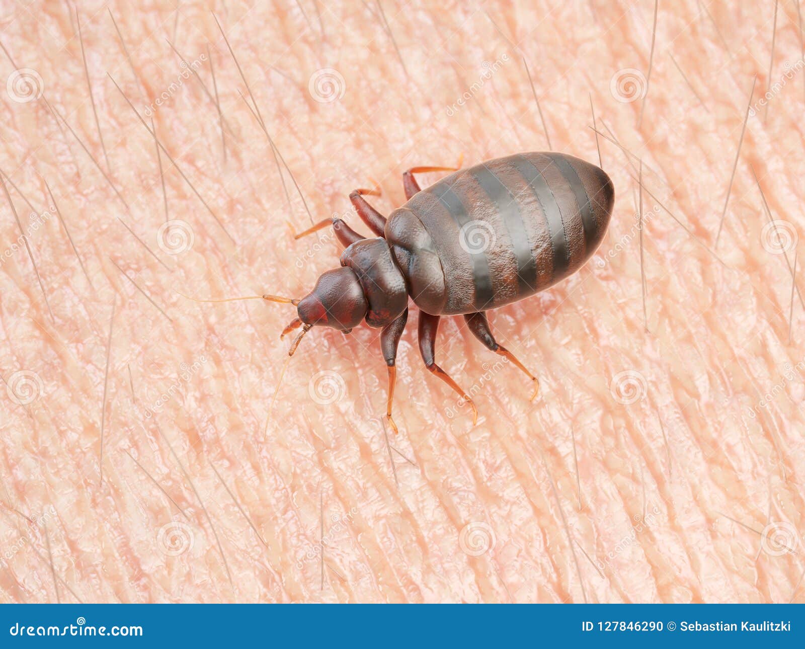 Una cimice illustrazione di stock. Illustrazione di umano - 127846290