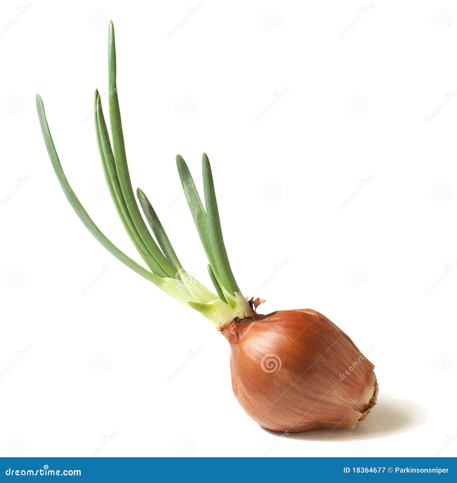 Una cipolla immagine stock. Immagine di organico, consumo - 18364677