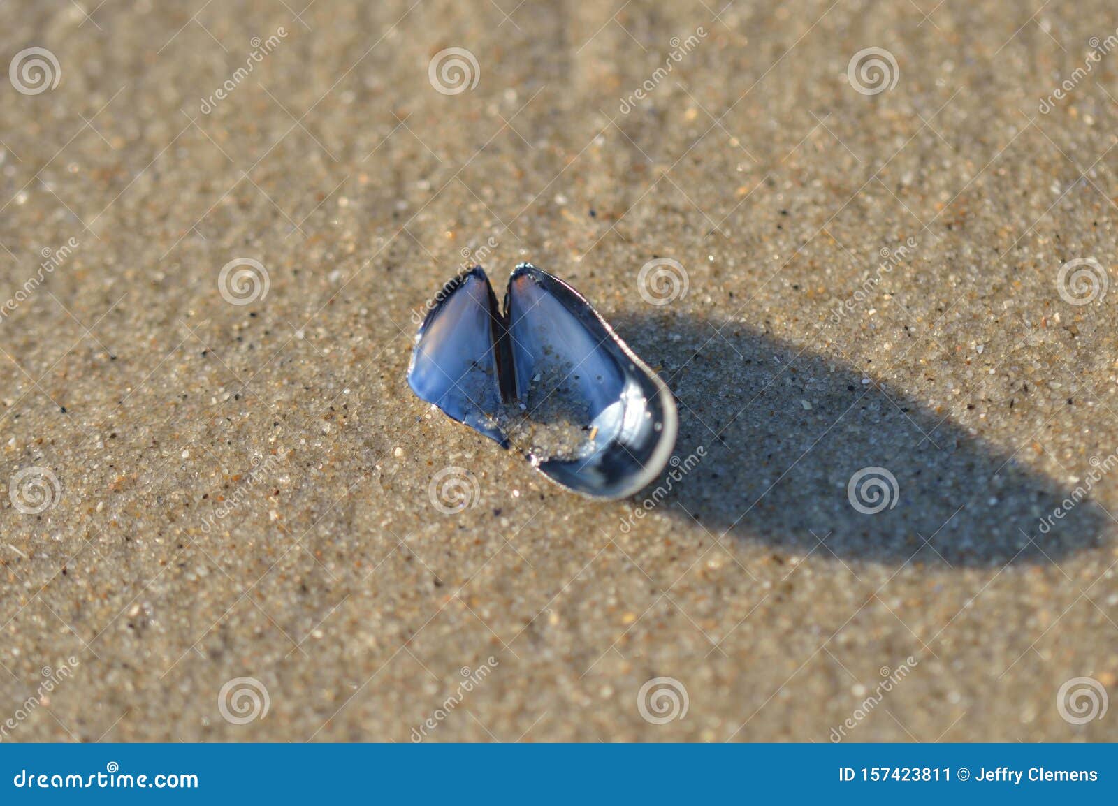 Una Concha Abierta En La Playa Imagen de archivo - Imagen de recoja ...