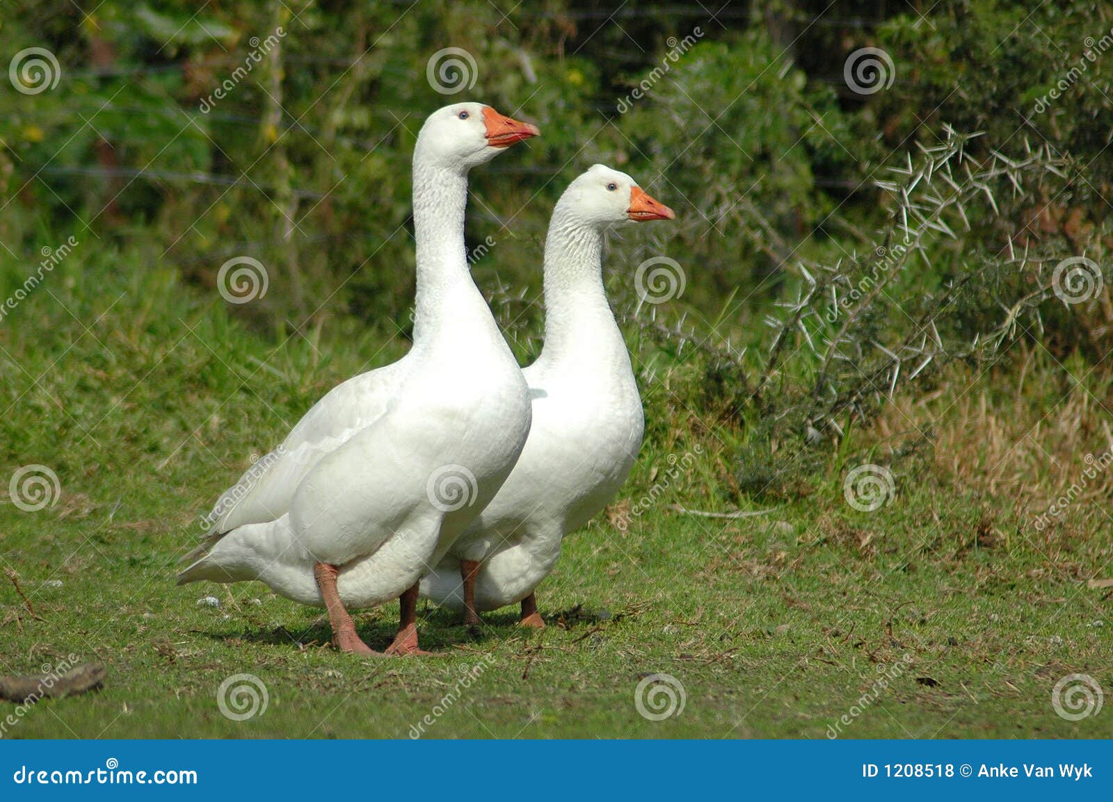 Una coppia delle oche fotografia stock. Immagine di uccello - 1208518