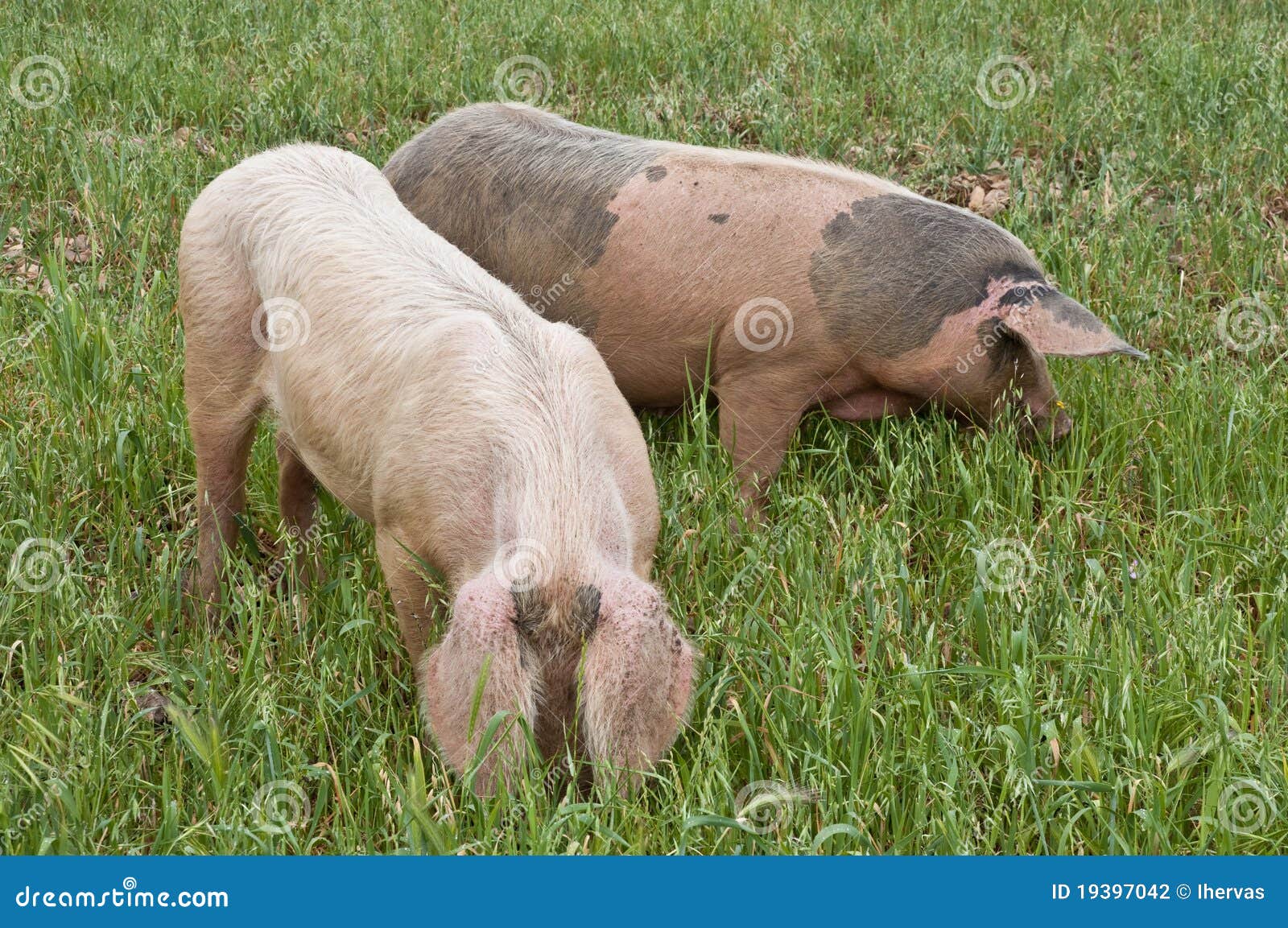 Una coppia di maiali fotografia stock. Immagine di pascolo - 19397042