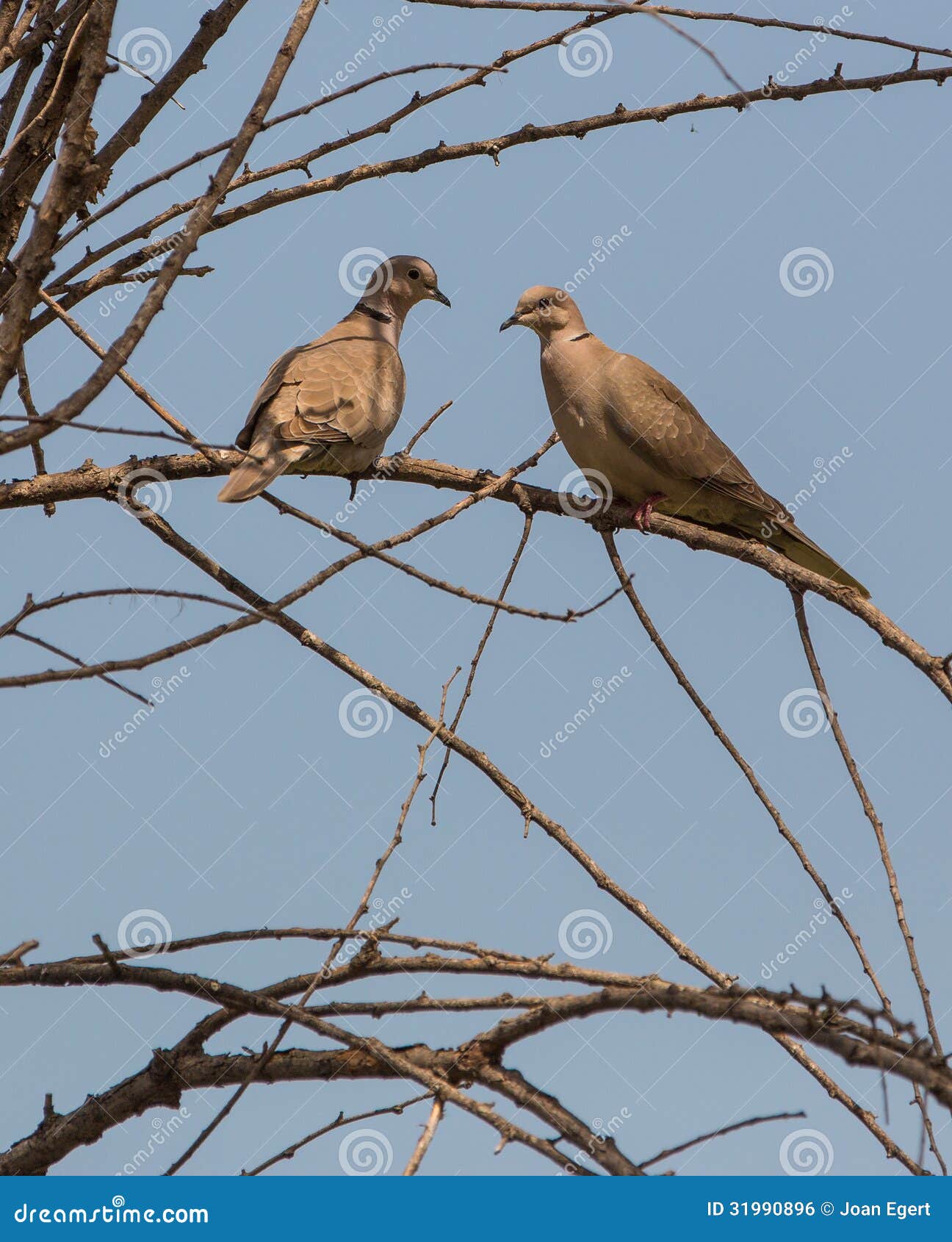 Una Coppia Di Tortore Dal Collare Orientale Fotografia Stock - Immagine ...