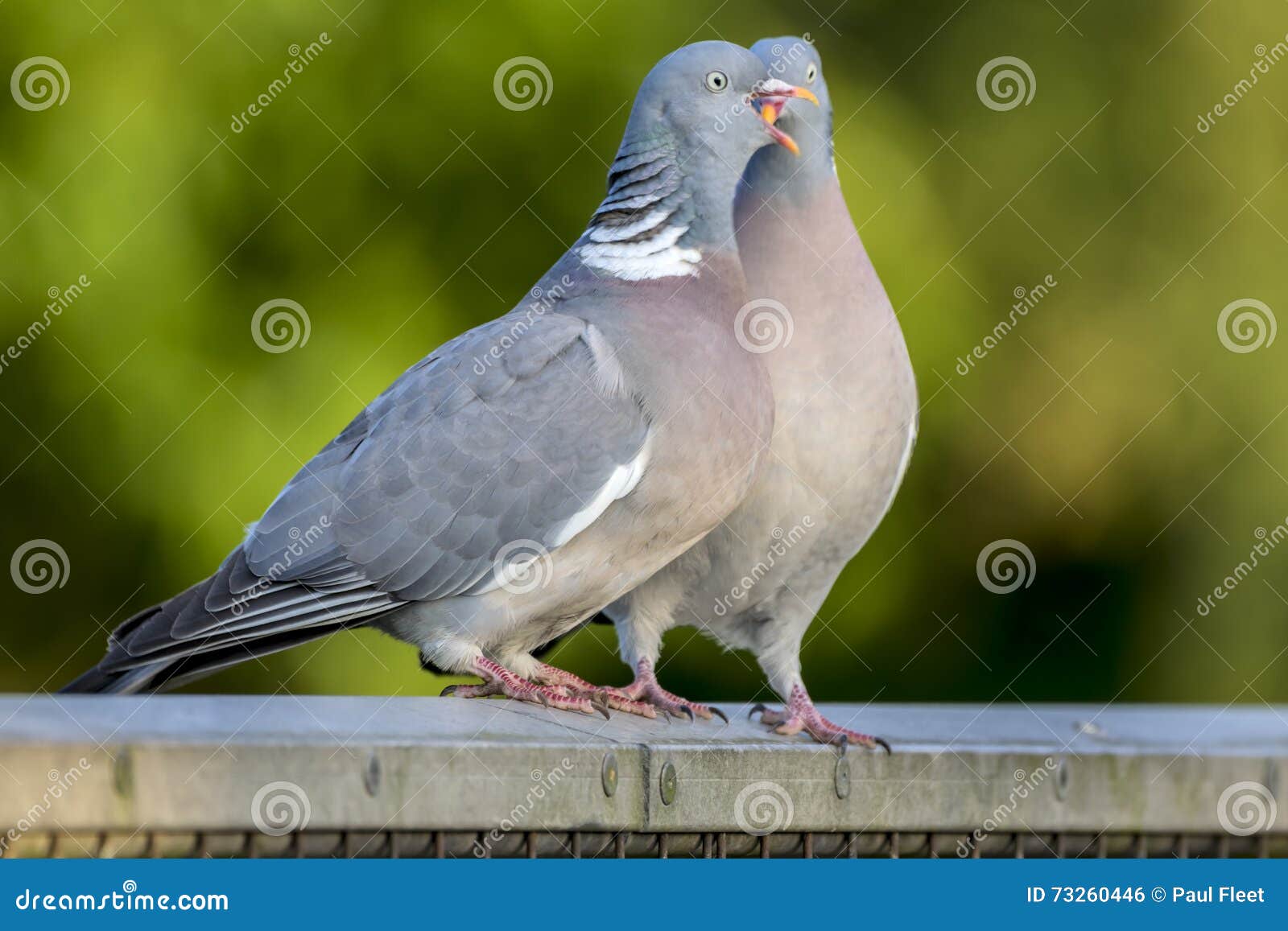 Una Coppia I Colombacci Sollecitanti Fotografia Stock - Immagine di ...