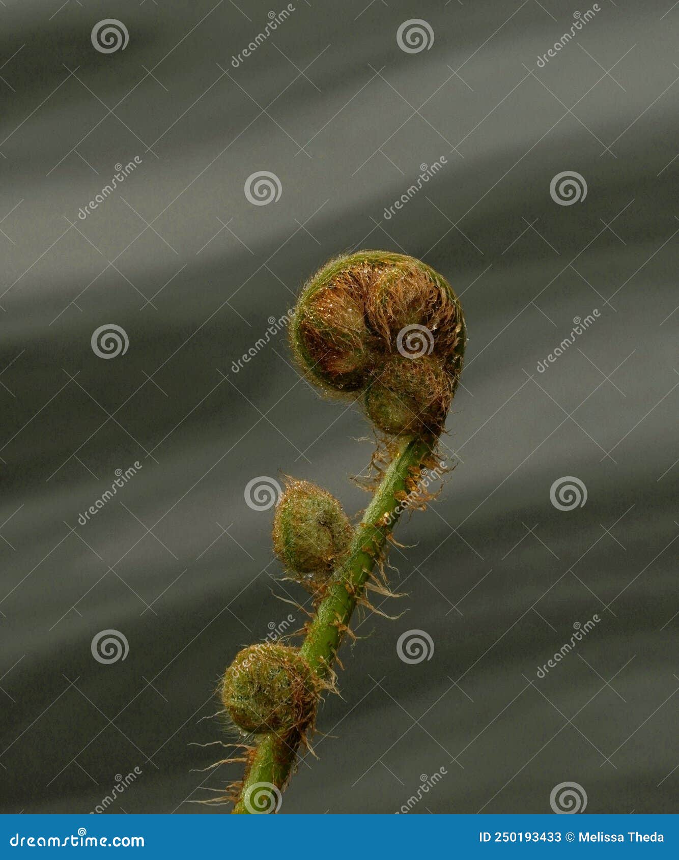 Una De Las Plantas De Ranu Regulo Imagen de archivo - Imagen de ...