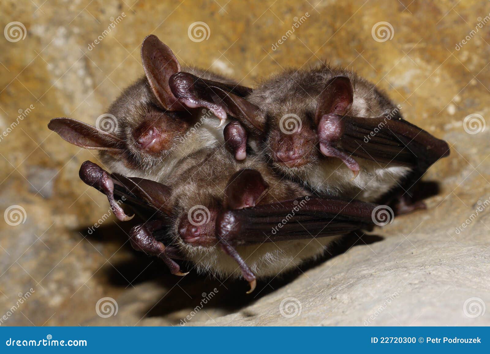 Una familia de palos foto de archivo. Imagen de palos - 22720300