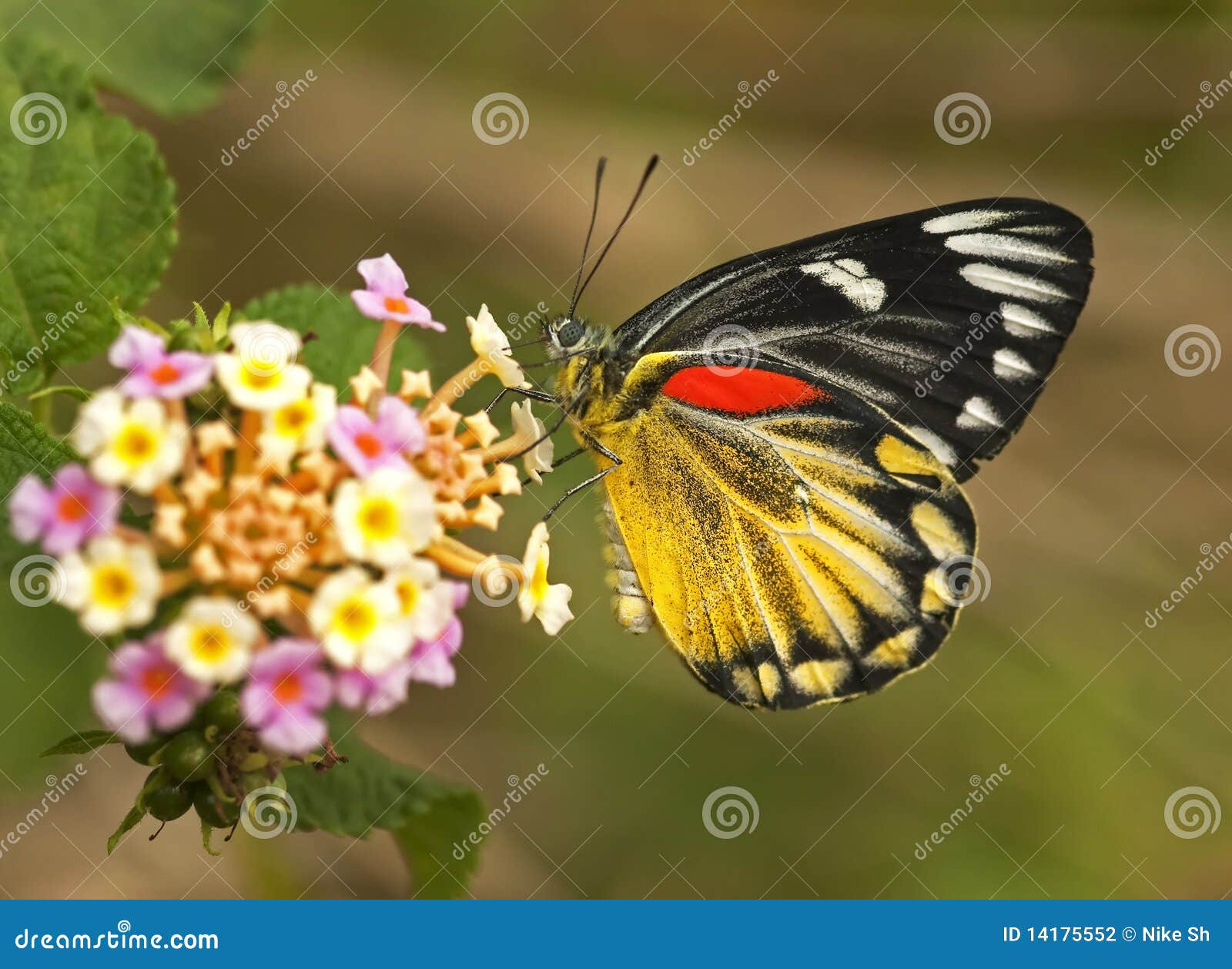 Una farfalla fotografia stock. Immagine di macro, modello - 14175552