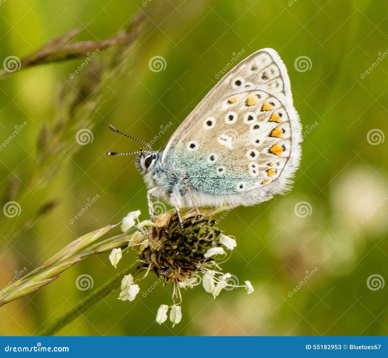 Una Farfalla Blu Comune Maschio Con Le Ali Chiuse Immagine Stock ...