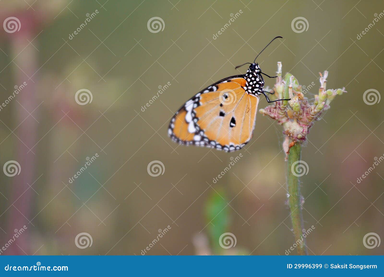 Farfalla immagine stock. Immagine di vita, fiore, insetto - 29996399