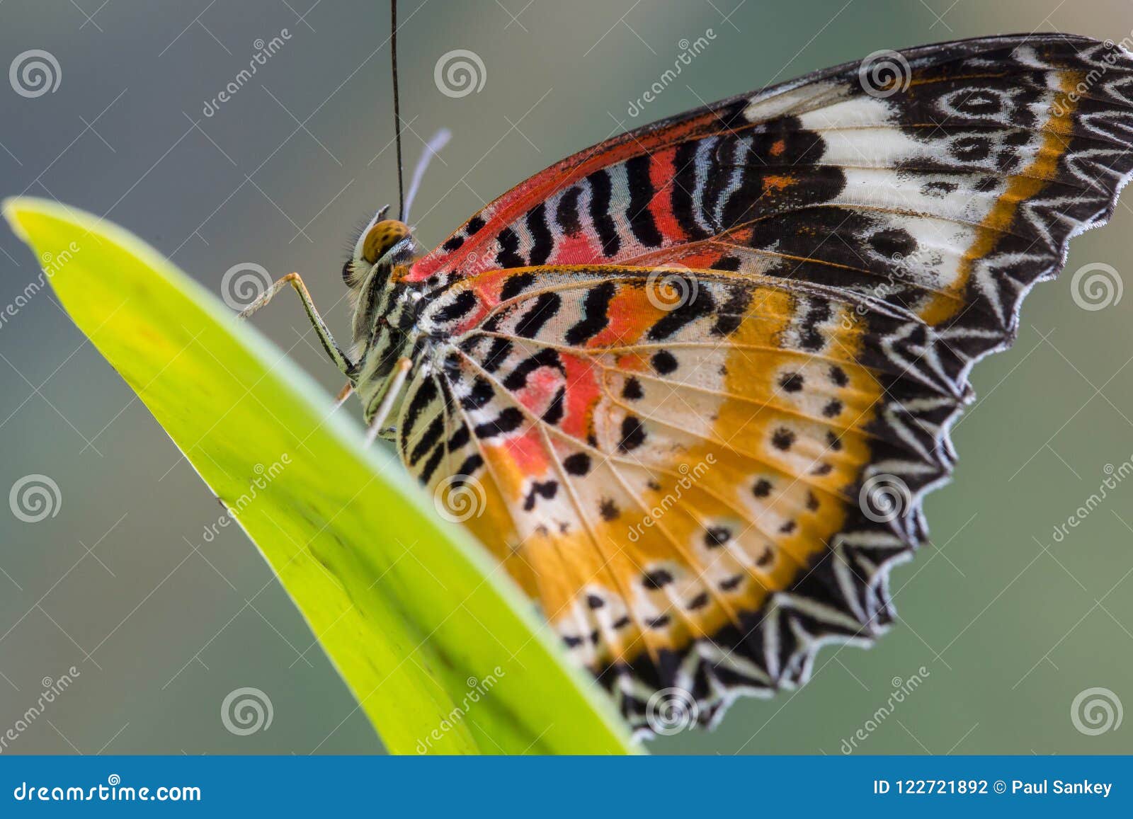 Una Farfalla Rossa Del Lacewing Fotografia Stock - Immagine di colorato ...