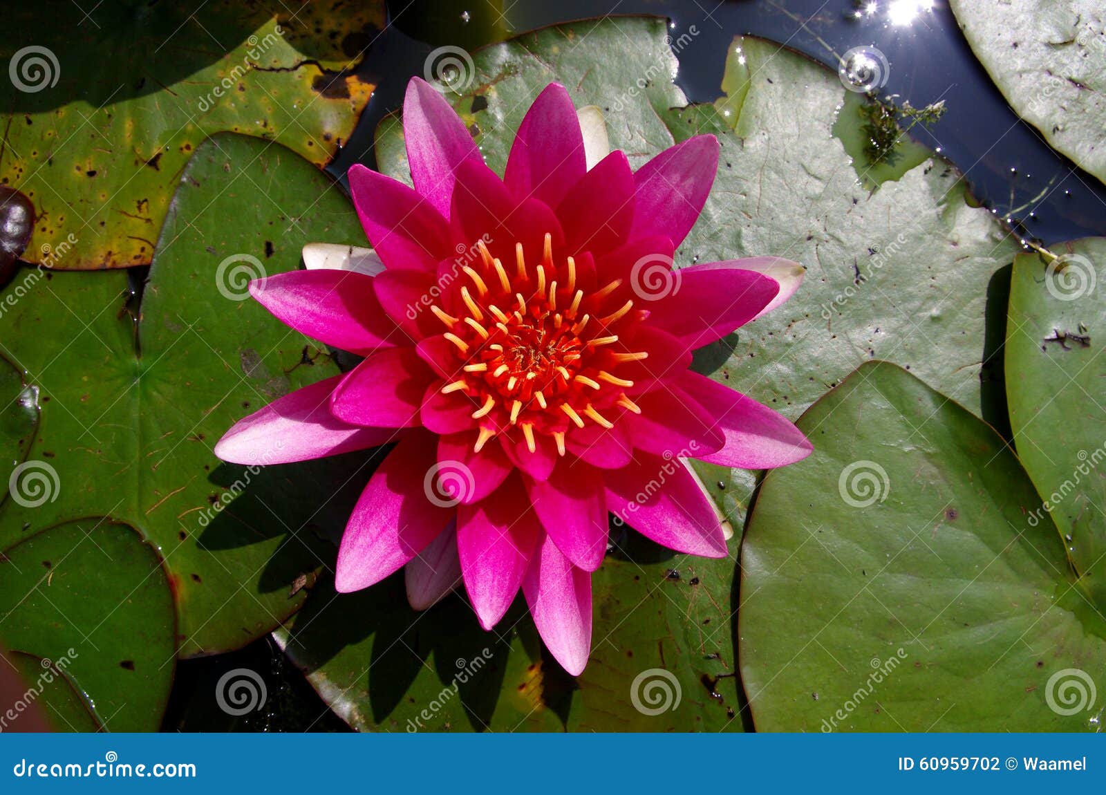 Una fine su di una ninfea fotografia stock. Immagine di acquatico ...