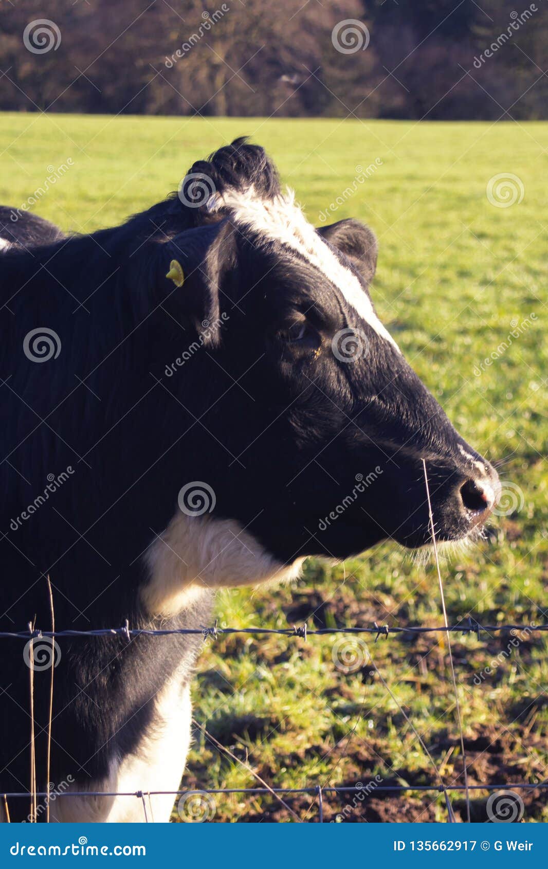 Una Fine Sul Ritratto Di Una Mucca Da Latte Immagine Stock - Immagine ...