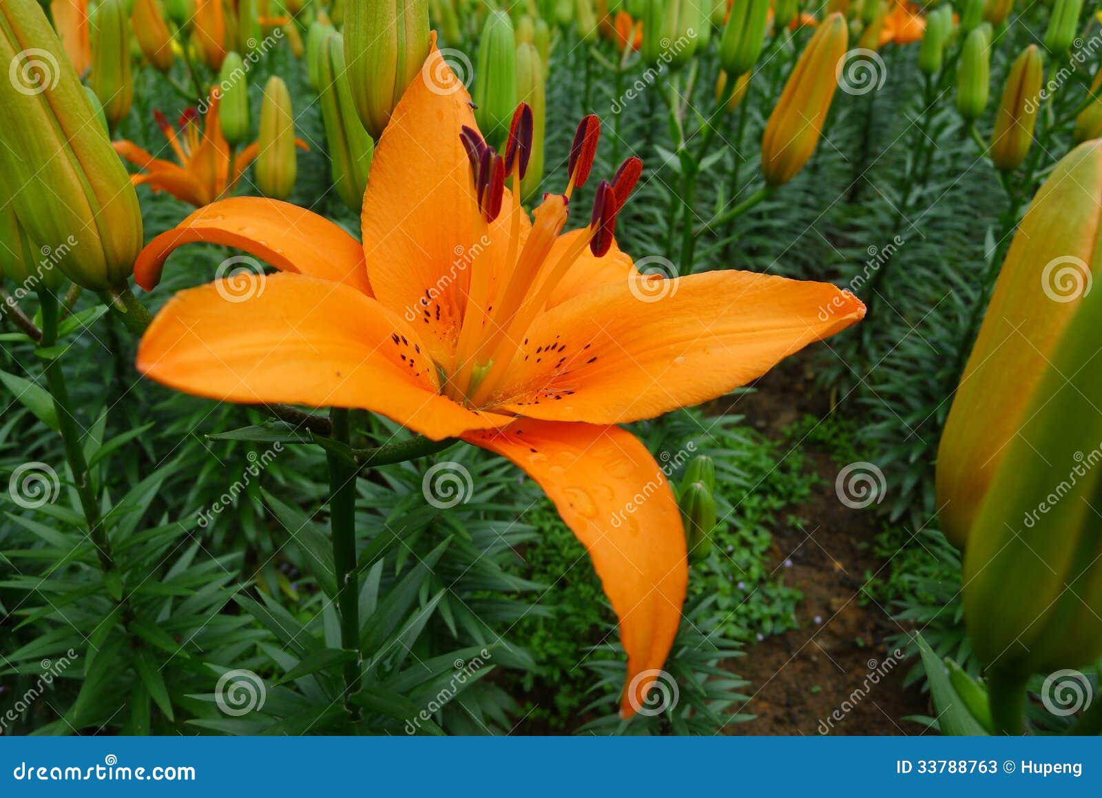 Una Flor Anaranjada Del Lirio Imagen de archivo - Imagen de collage ...