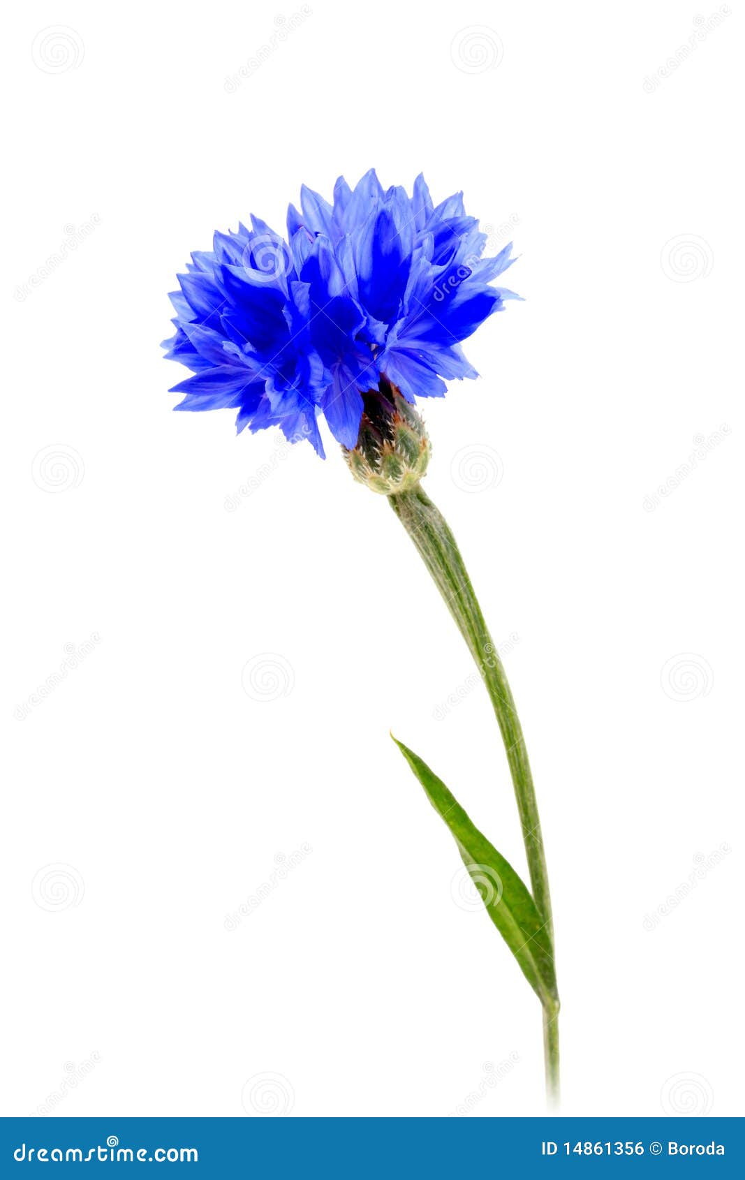 Una flor azul foto de archivo. Imagen de palillo, valentina - 14861356