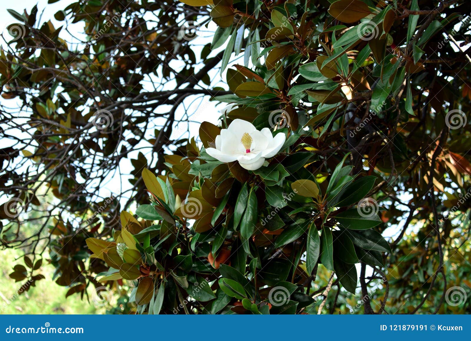 Una Flor Blanca De La Magnolia Imagen de archivo - Imagen de cuidado ...