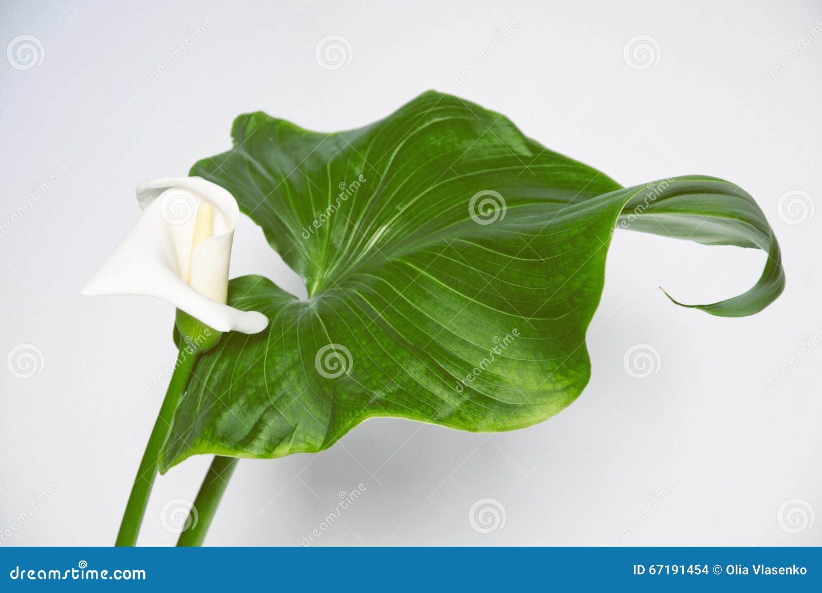 Una Flor De La Cala, Hoja Verde (corregida) Foto de archivo - Imagen de ...