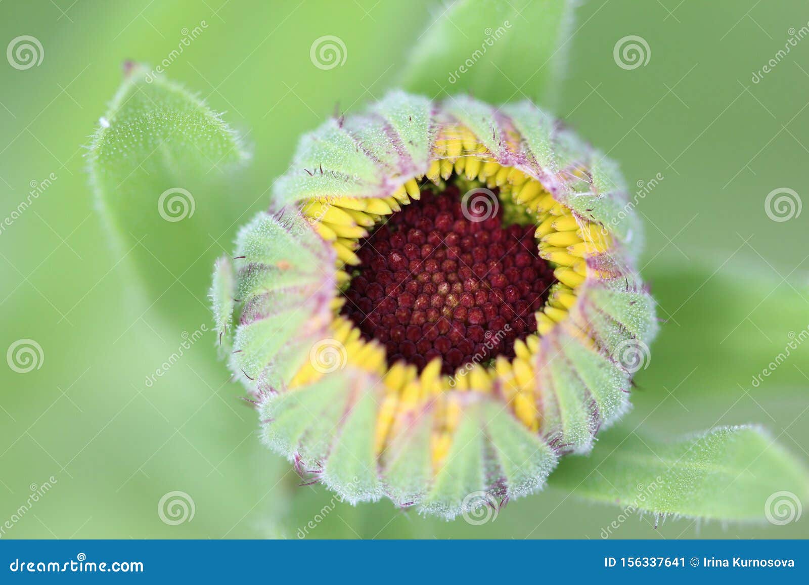 Una flor grande imagen de archivo. Imagen de vida, fresco - 156337641