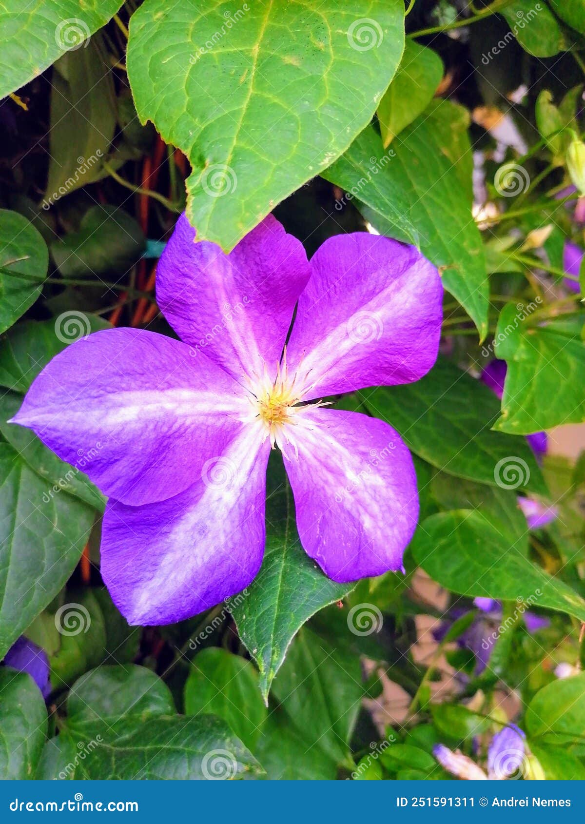 Una Flor Morada De Una Planta Trepadora Imagen de archivo - Imagen de ...